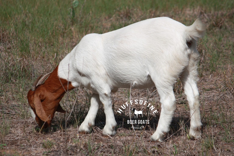 Our Herd – Huffsofine Boer Goats