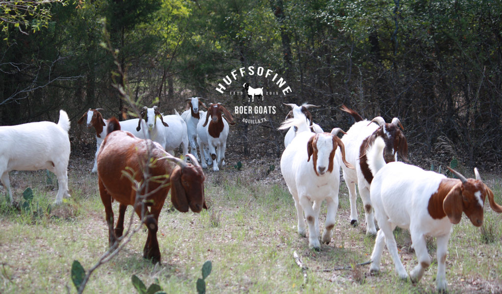 Huffsofine Boer Goats – Breeder of Quality Full Blood Registered Boer Goats
